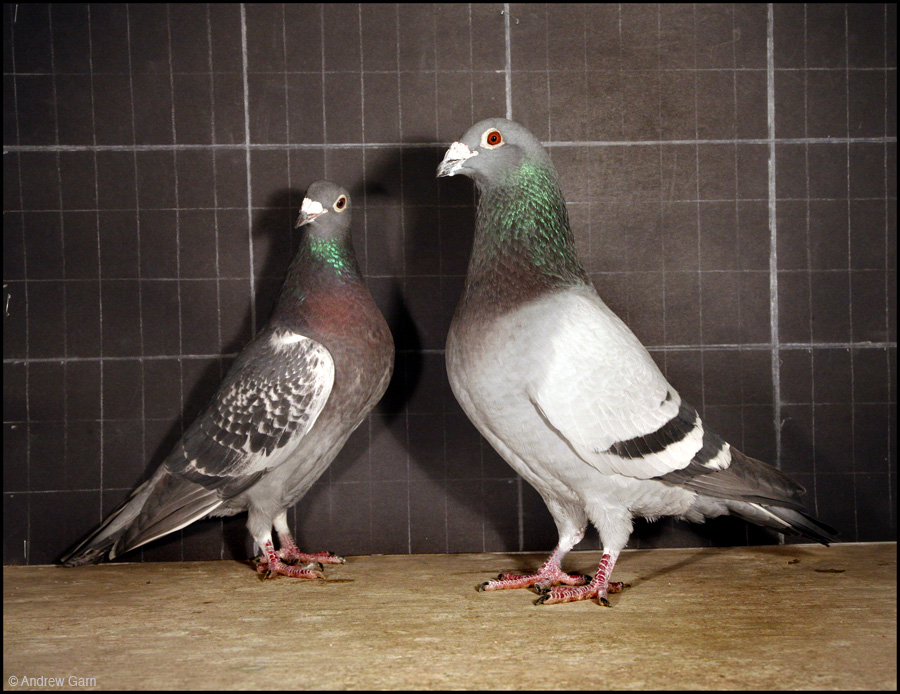 Sexing Racing Pigeons Pugadbago Sexing Racing Pigeons Pugadbago