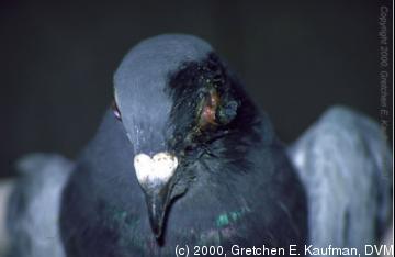 Racing Pigeon – Diseases Every Fancier Should Know | Winning Pigeon ...