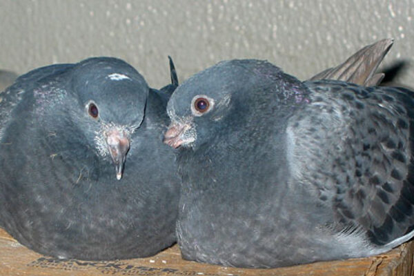 Famous Pigeons Part 2 | Winning Pigeon Racing and Racing Pigeons ...