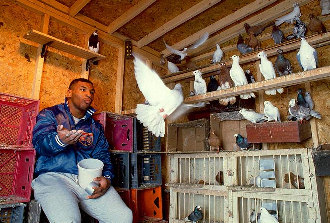 From Heavyweight to Featherweight, Pigeon Racing Reality Show ...