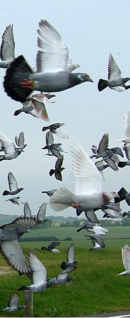 Energy, Vitality and Stamina | Winning Pigeon Racing and Racing Pigeons ...