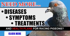 Pigeon Disease – The Eight Most Common Health Problems in Pigeons ...