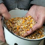 The Racing Pigeon Diet – Optimizing Nutrition with Supplementation Part ...