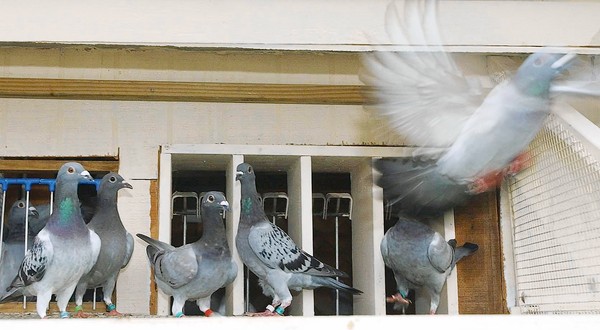 Racing Pigeons on the Widowhood System | Winning Pigeon Racing and ...