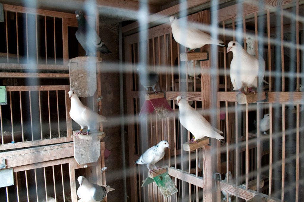 Let’s Talk About Systems…(part 2) | Winning Pigeon Racing and Racing ...