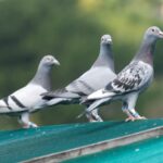 Pigeon Racing Systems; The Pros and Cons of Each | Winning Pigeon ...