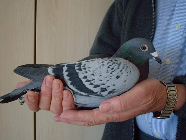 Managing a Race Team | Winning Pigeon Racing and Racing Pigeons ...