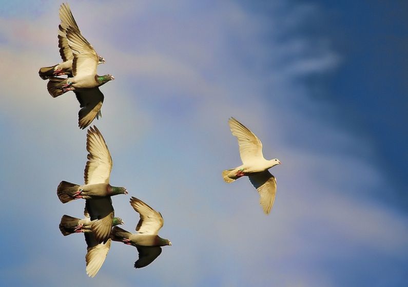 Training Racing Pigeons During The Mid Season | Winning Pigeon Racing ...