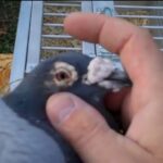 *Video* One Eye Cold Treatment for Racing Pigeons | Winning Pigeon ...