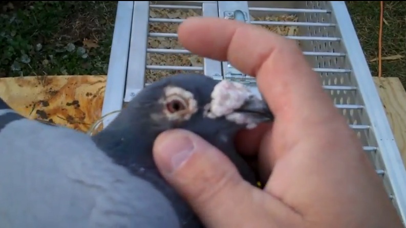 *Video* One Eye Cold Treatment for Racing Pigeons