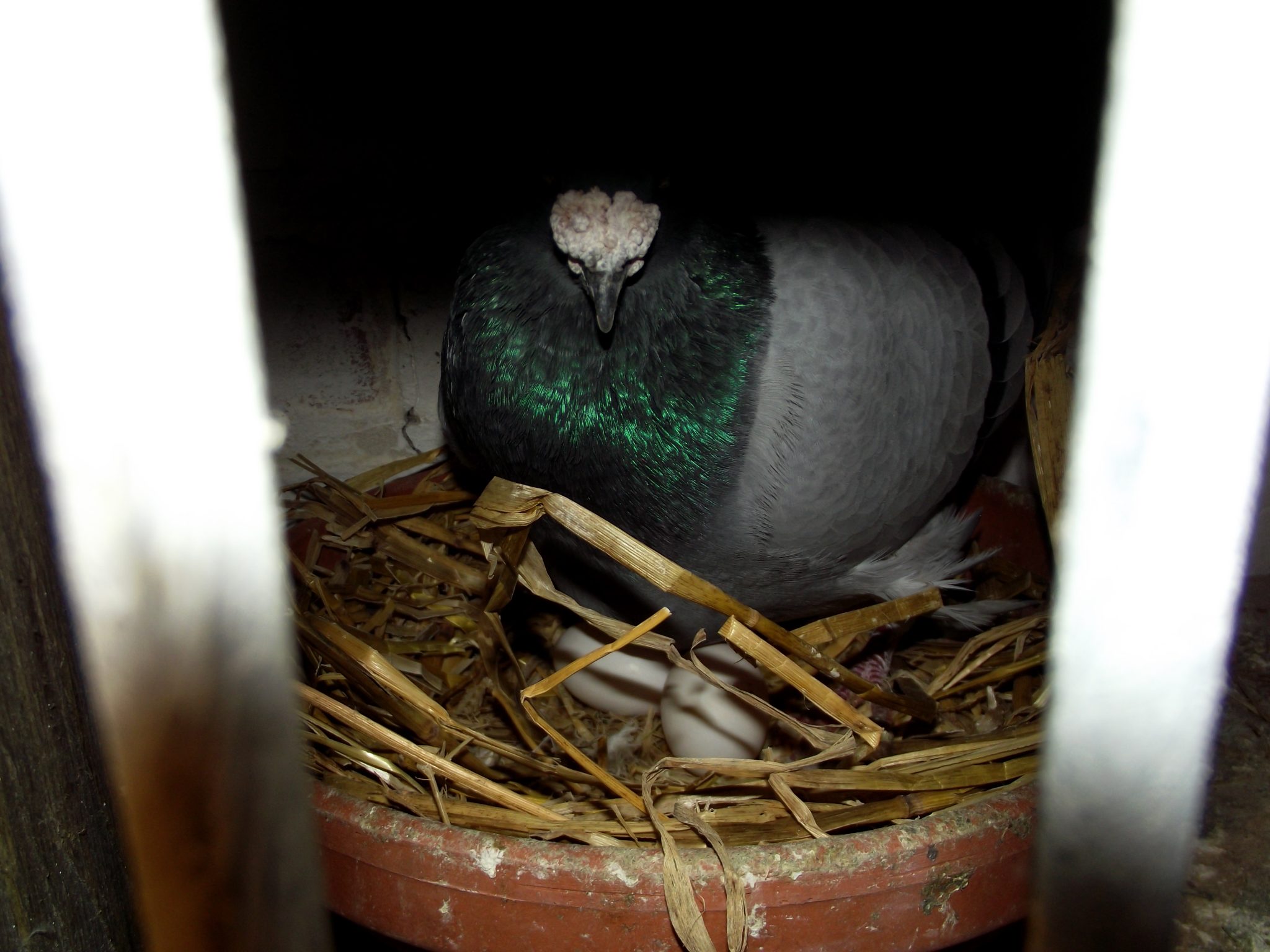 Evaluating Breeders | Winning Pigeon Racing and Racing Pigeons ...