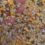 Race Feed Recipe For Racing Pigeons | Winning Pigeon Racing and Racing ...