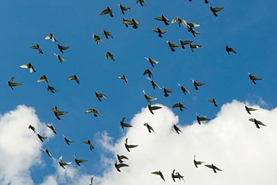 Different Method’s of Racing Pigeons (Part 1) | Winning Pigeon Racing ...