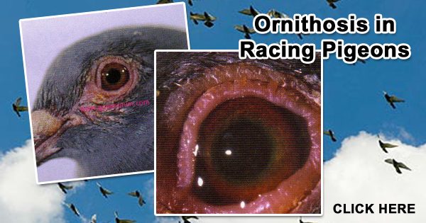 Racing Pigeons on The Celibacy System | Winning Pigeon Racing and ...