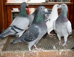 How to Pair Racing Pigeons for Breeding, Simple Guidelines to Follow ...